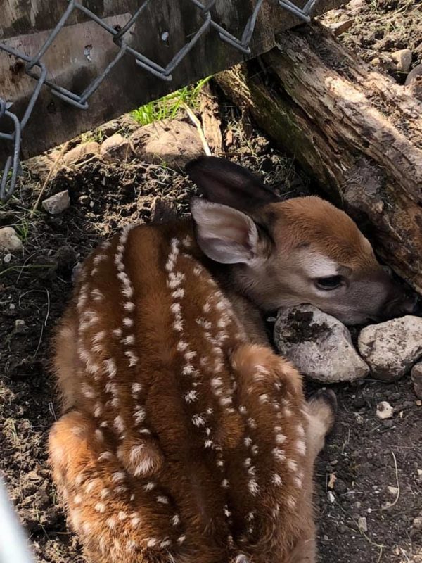 Deer Ranch St. Ignace Michigan | See Whitetail Deer and Fawns
