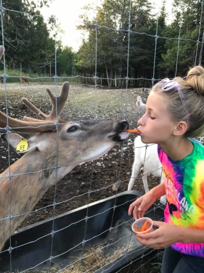 Deer Ranch St. Ignace Michigan | See Whitetail Deer and Fawns