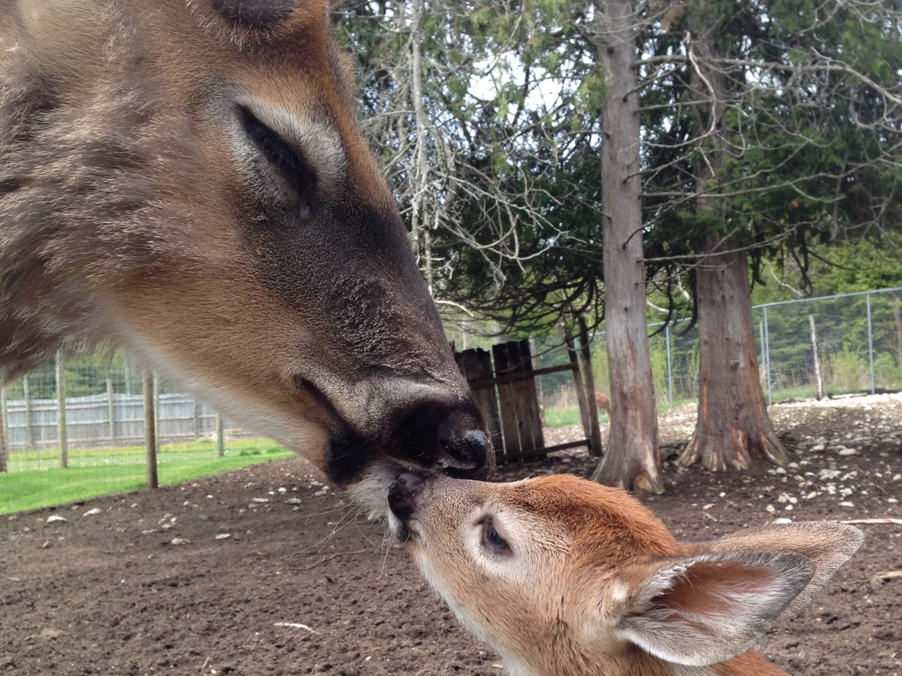 Deer Ranch St. Ignace Michigan Contact Us