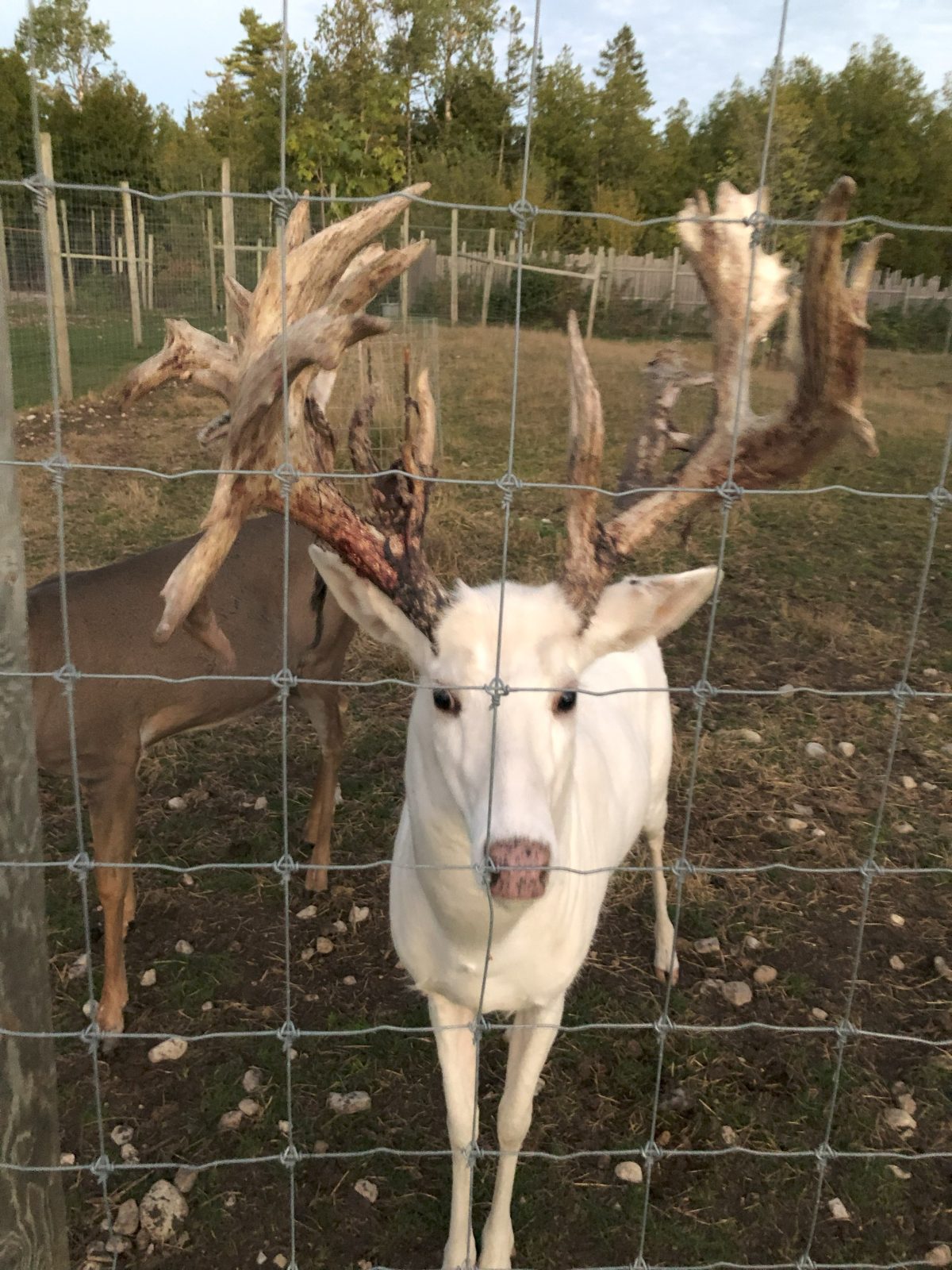 Deer Ranch St. Ignace Michigan | See Whitetail Deer and Fawns